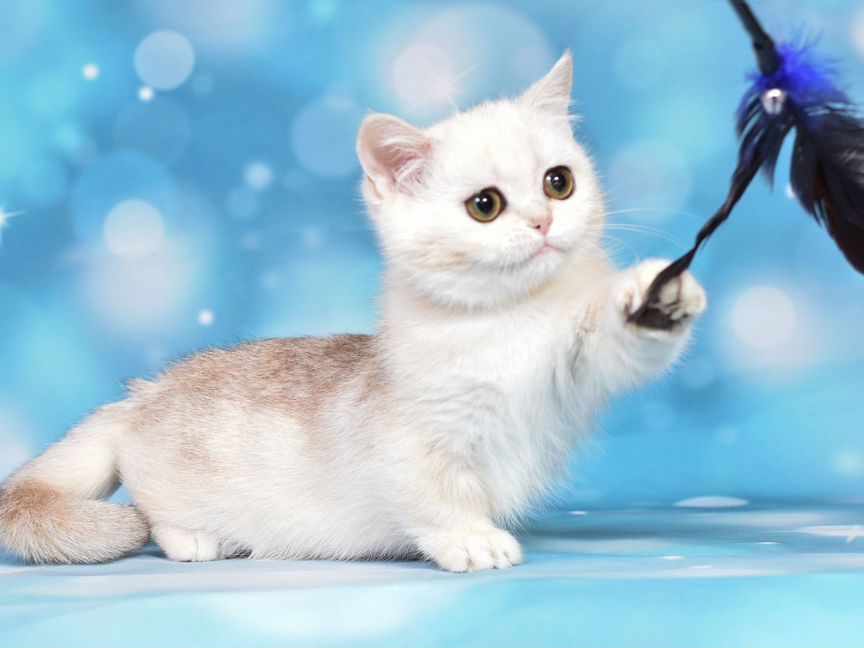 Нежная снежинка на коротких лапках