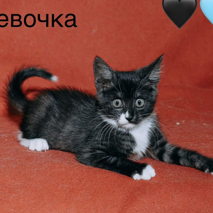 Красивейший котенок. В дар