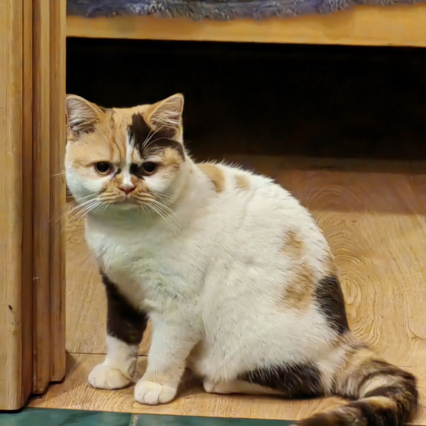 Британские котята