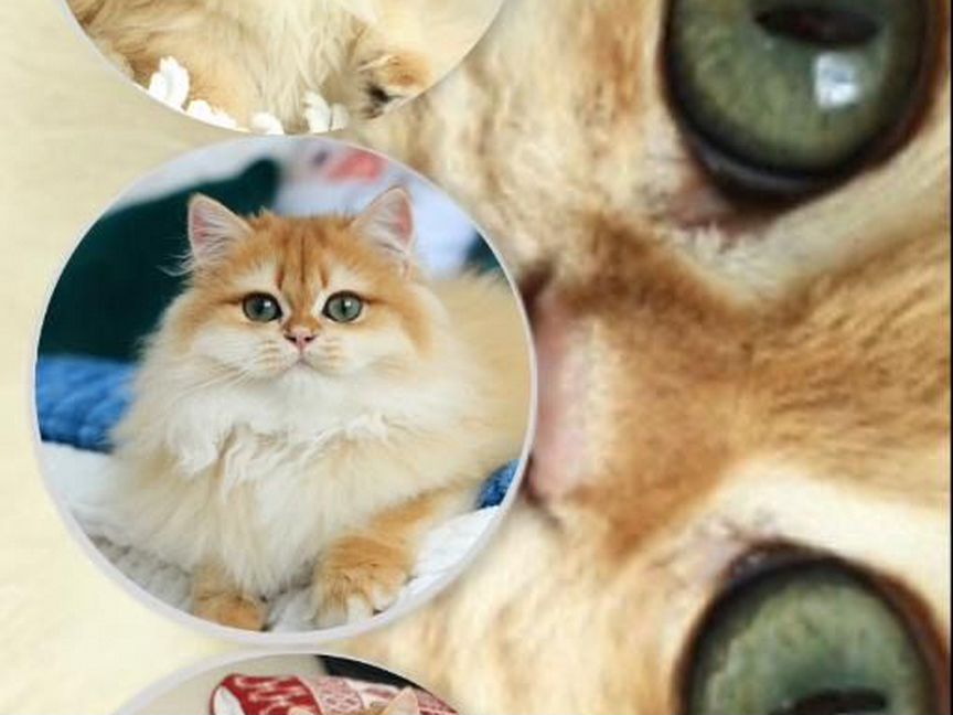 Кошка золотая шиншилла