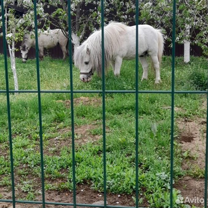 Продажа лошадей