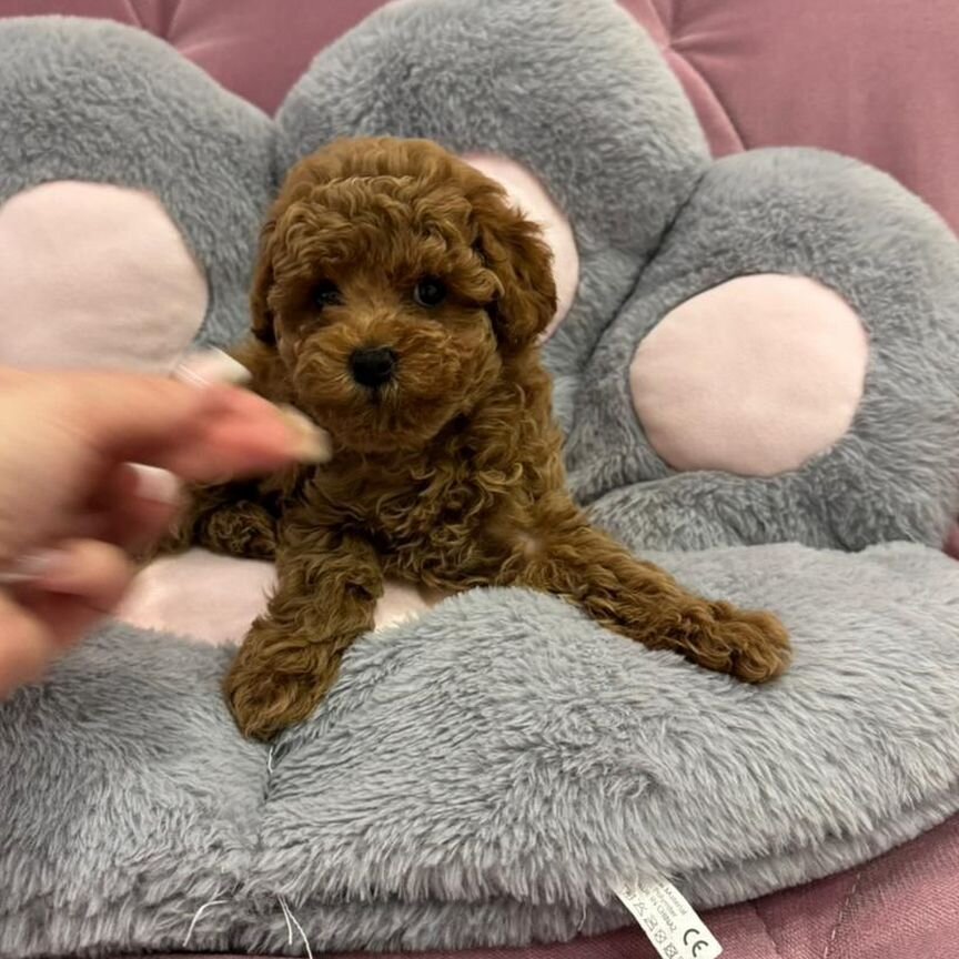 Пудель, щенок