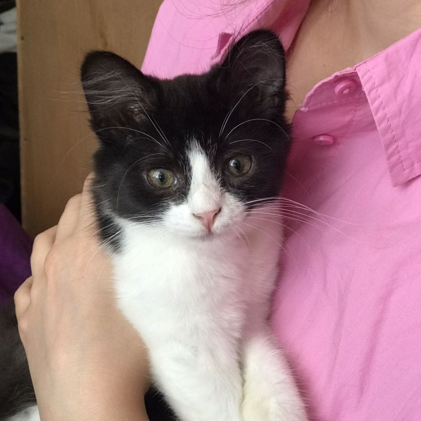 Котенок в добрые руки
