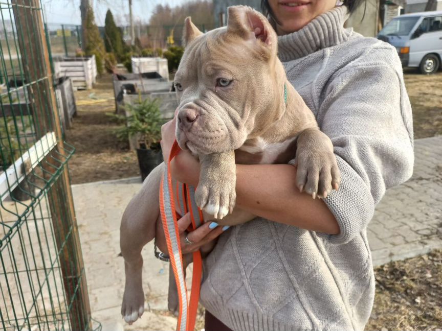 Щенки американского булли