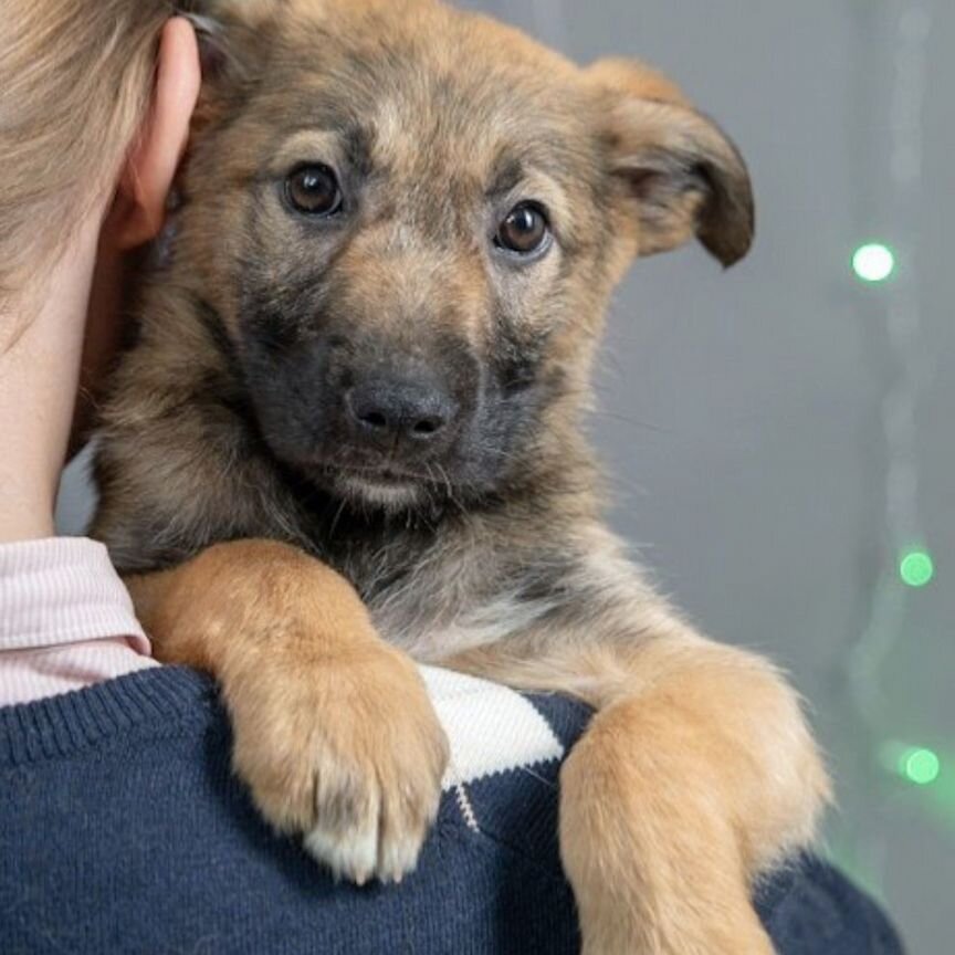 Восхитительный щенок