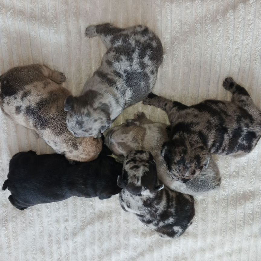 Французский бульдог, щенок