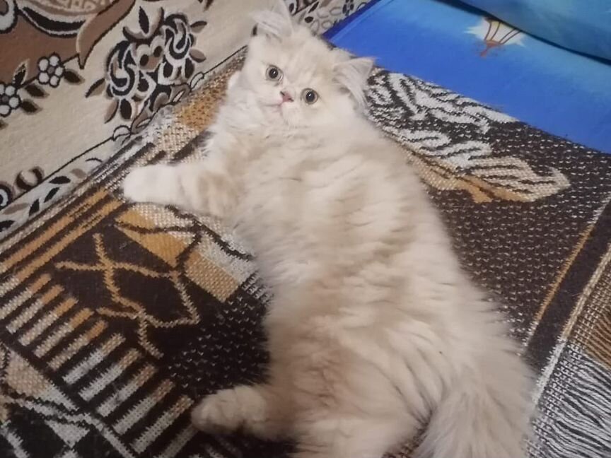 Персидские котята