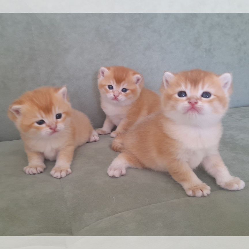 Британский короткошёрстный котёнок