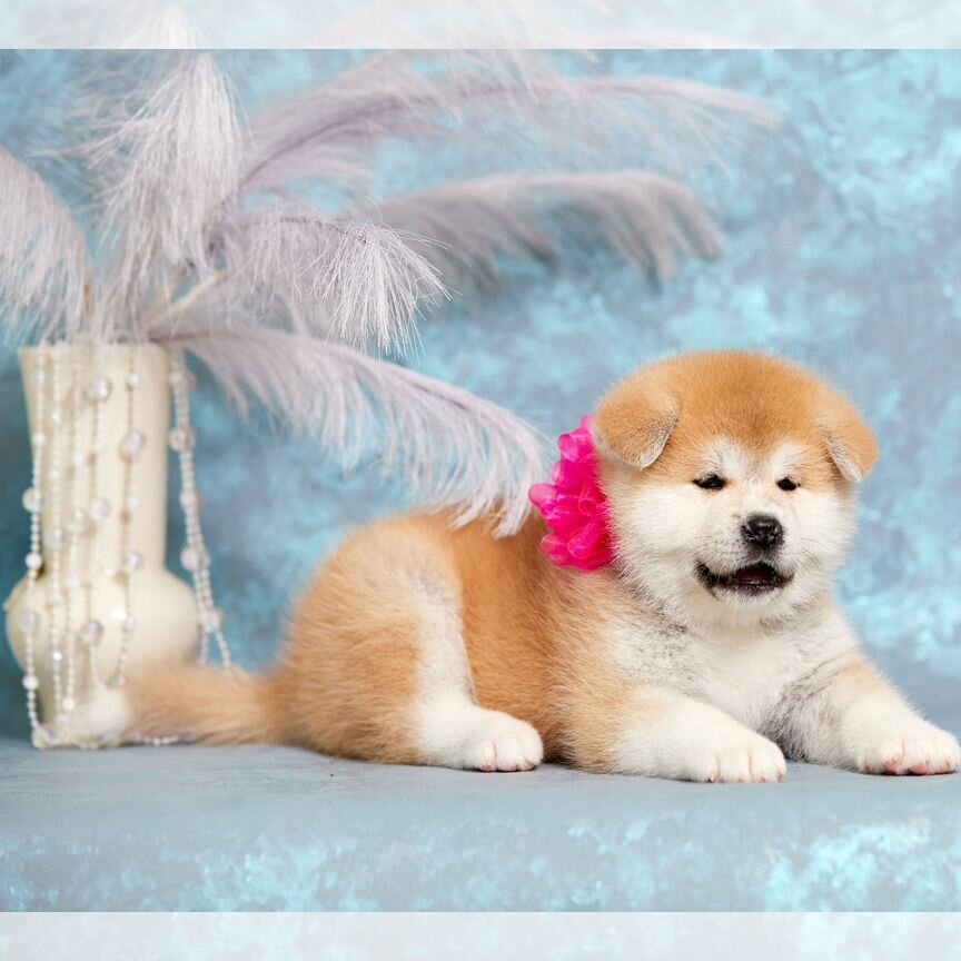 Акита-ину, щенок