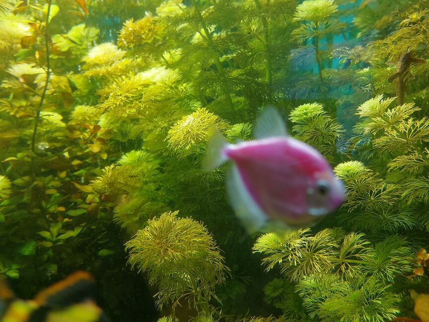 Трава для аквариума