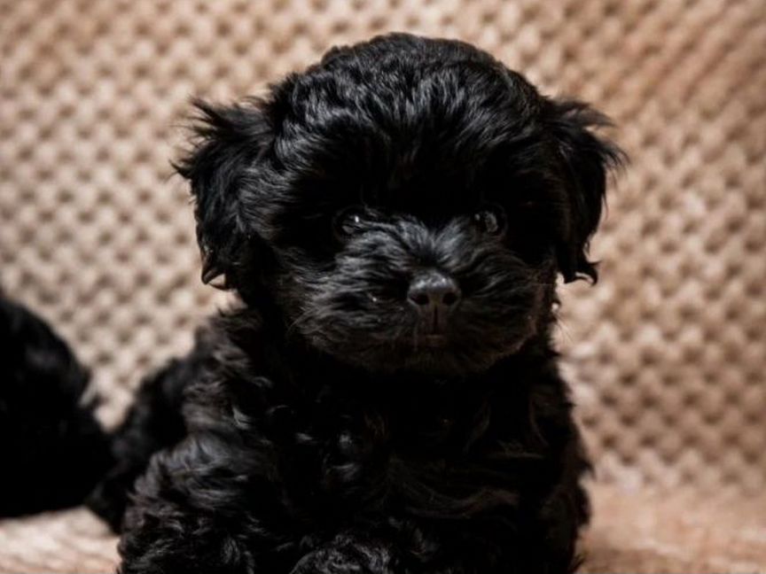 Мальтипу ф 1