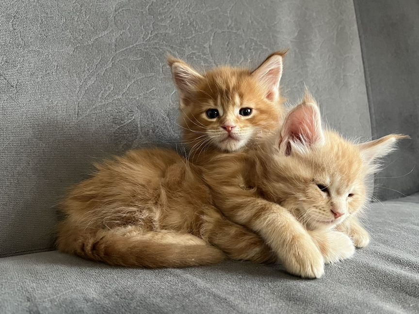 Котята мейн-кун