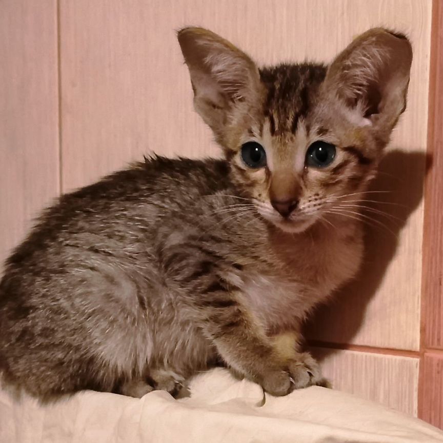 Ориентальный котёнок