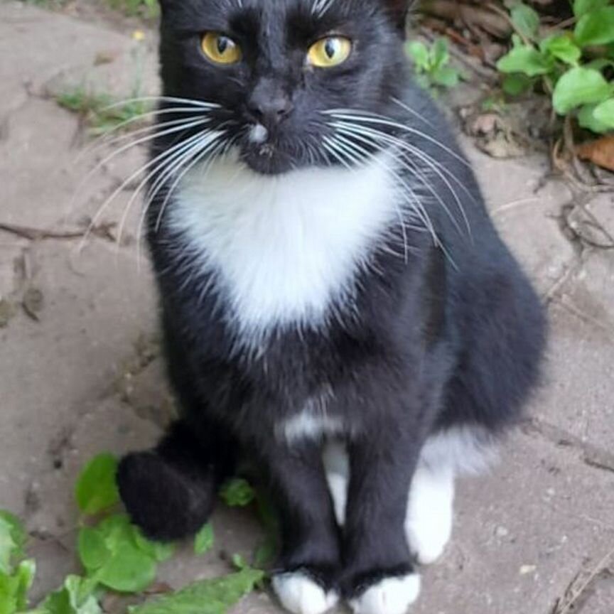 Кошечки