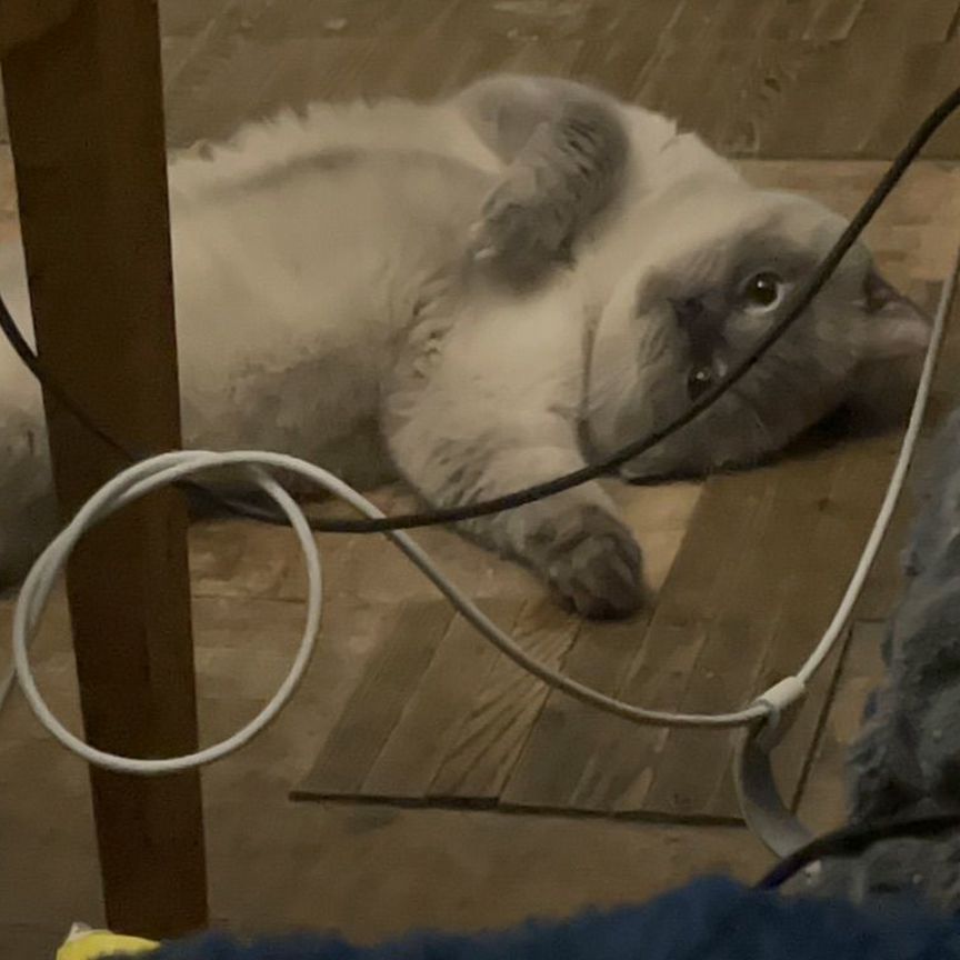 Шотландский прямоухий короткошёрстный кот, взрослый