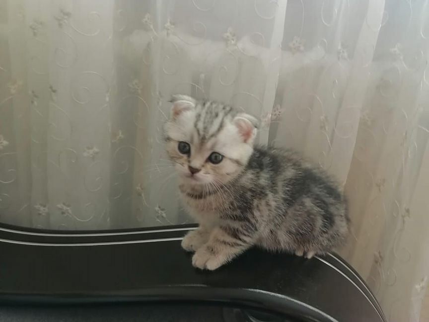 Шатланские котята