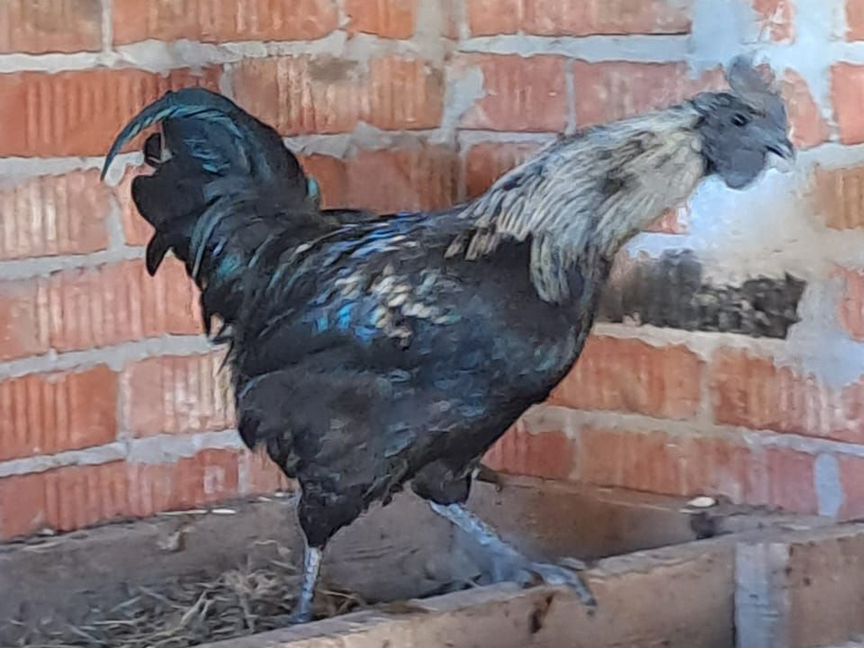 Петух лакеданзи и ухейилюй