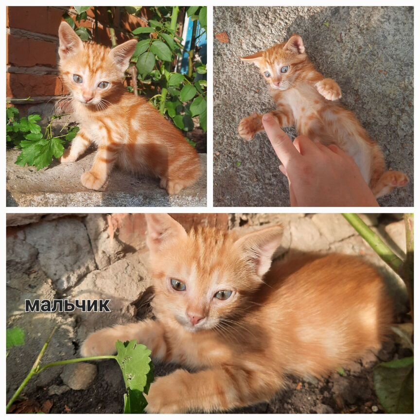 Котята в добрые руки (бесплатно)