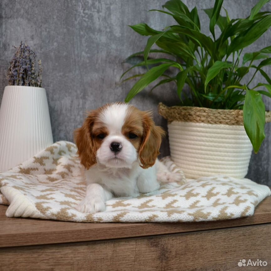 Щенки кавалер кинг чарльз спаниель