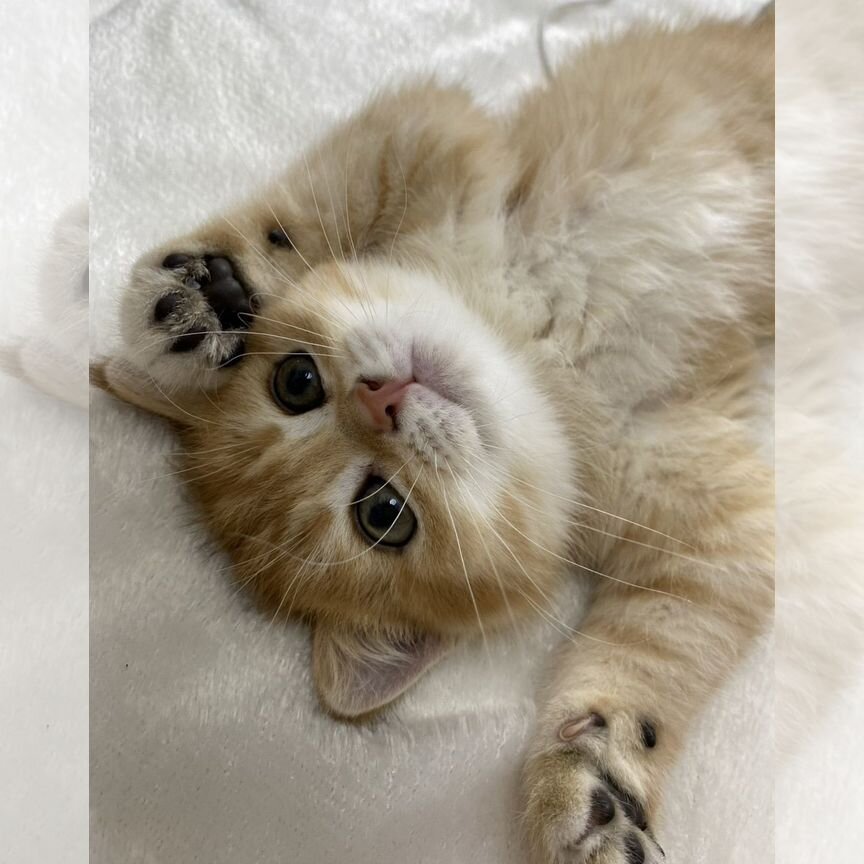 Британский короткошёрстный котёнок