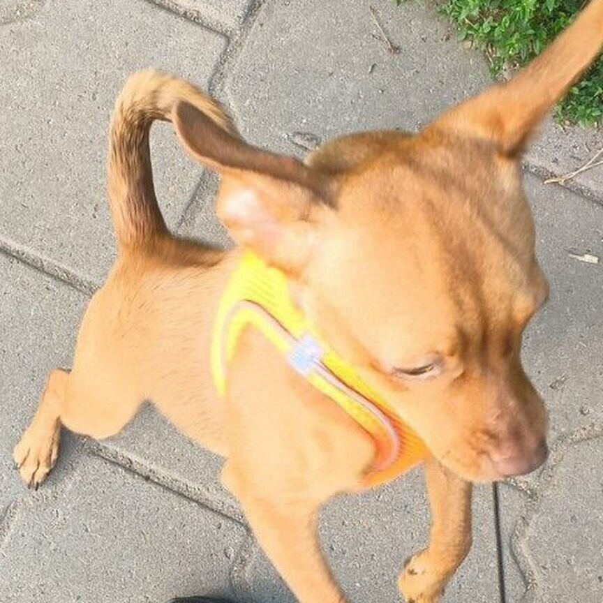 Русский той-терьер, взрослый пёс