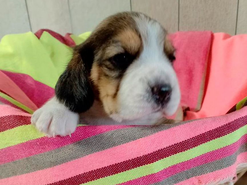 Бигль щенок девочка