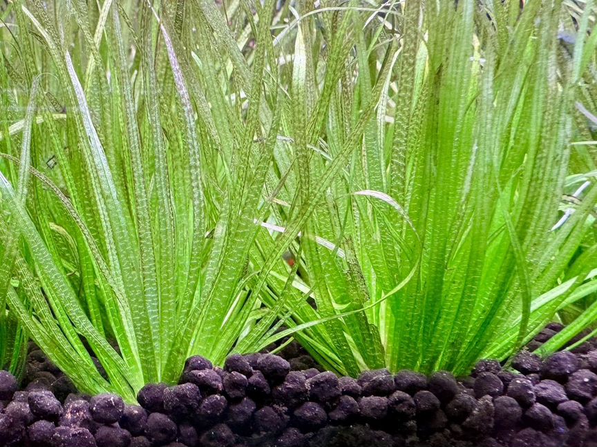 Аквариумное растение Бликса японская