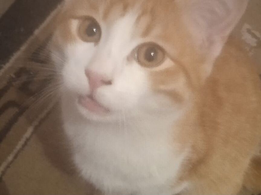 Отдам котят