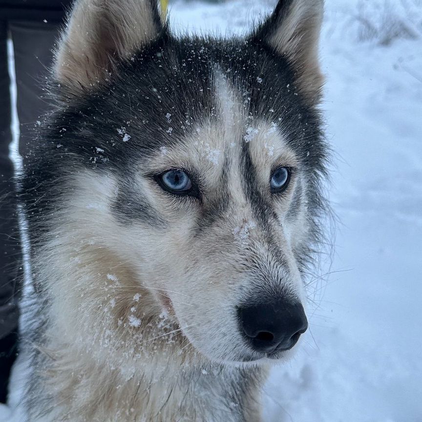 Сибирский хаски