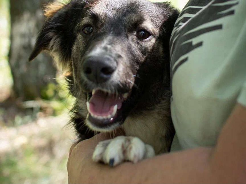 8 месячный щенок мечтает о доме