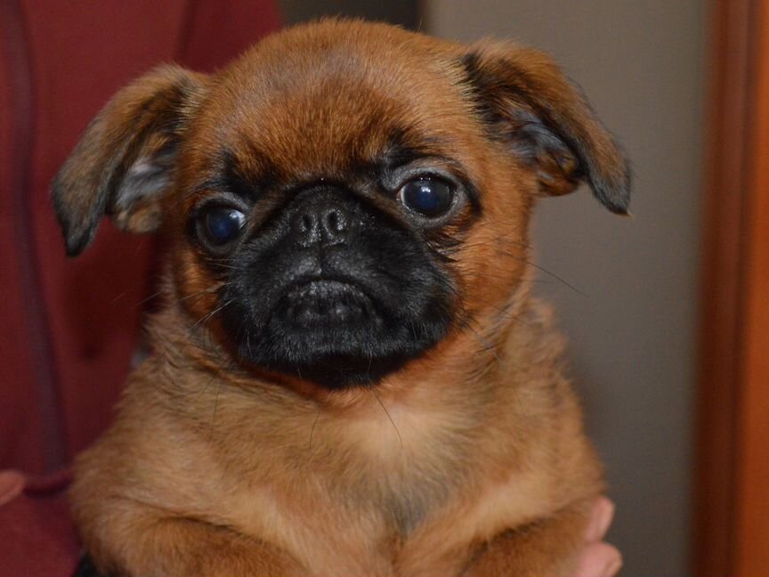 Пти брабансон