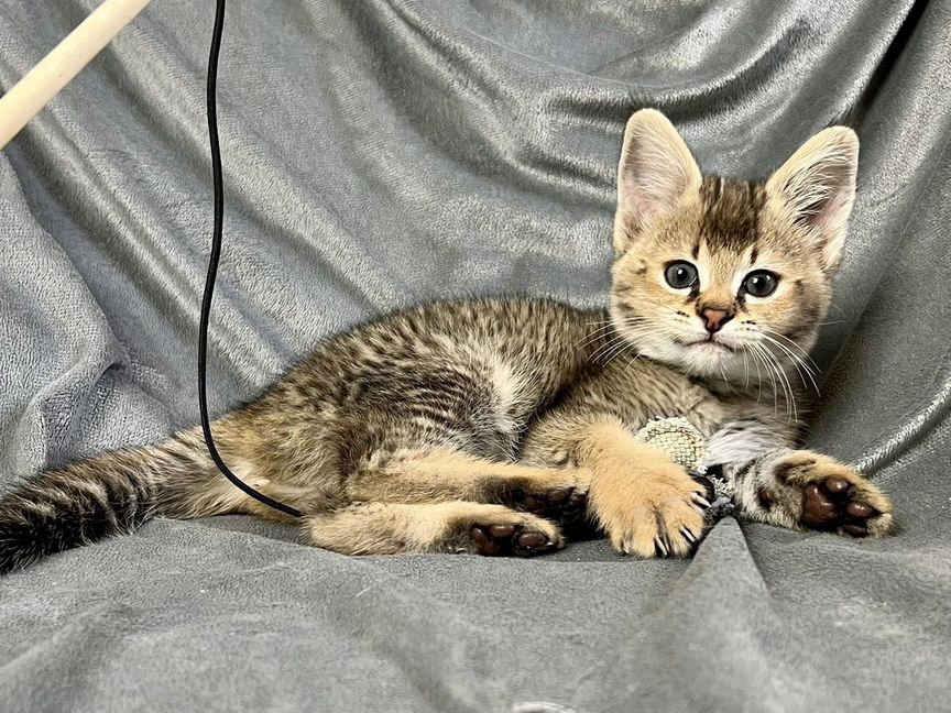 Саванна ф1 мальчик savanna F1 boy