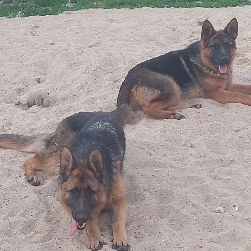 Щенки Немецкая овчарка