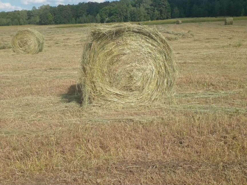 Однолетняя трава