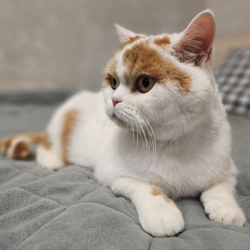 Шотландский прямоухий короткошёрстный кот, взрослый