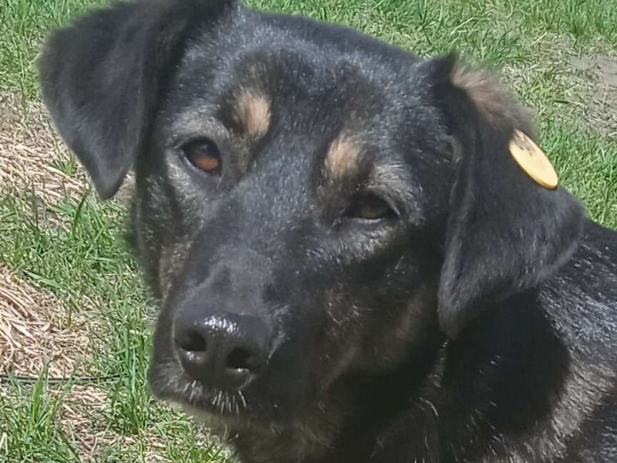 Стерильная Найда