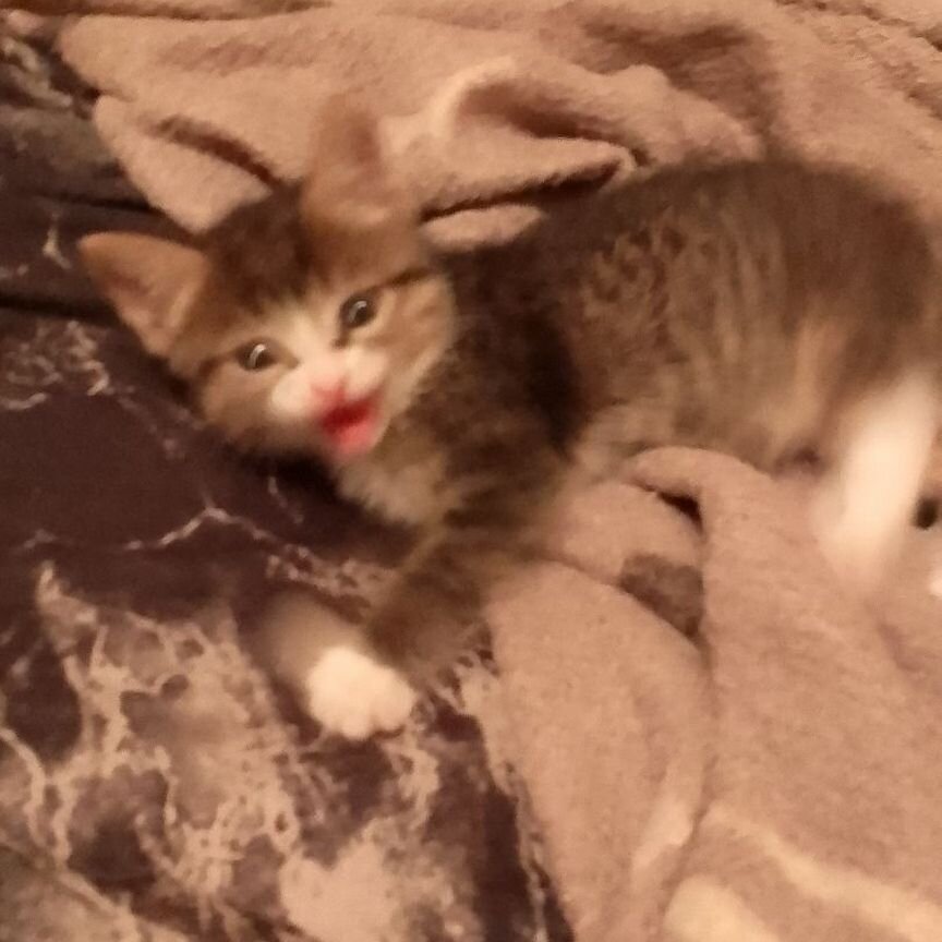 Отдам в добрые руки котенка девочку 3 месяца