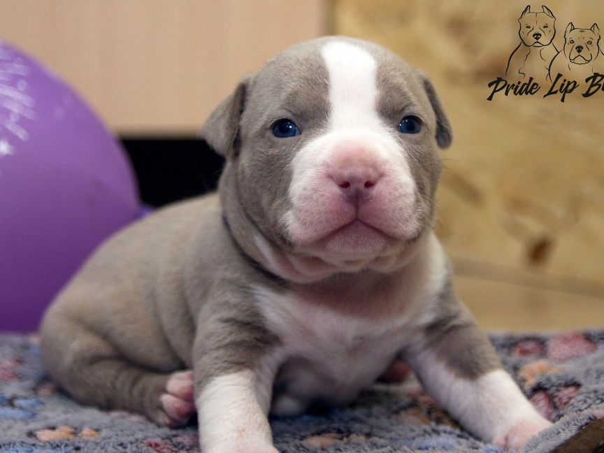 Щенки Американский булли покет девочка