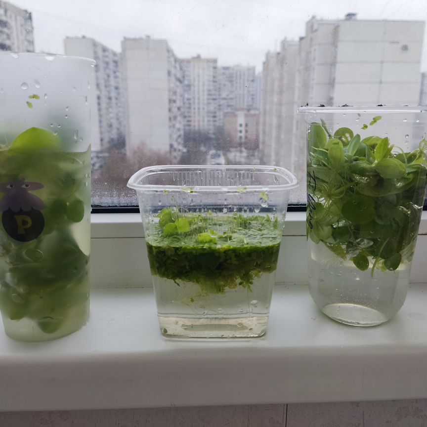 Растения для аквариума (прополка) отдам бесплатно