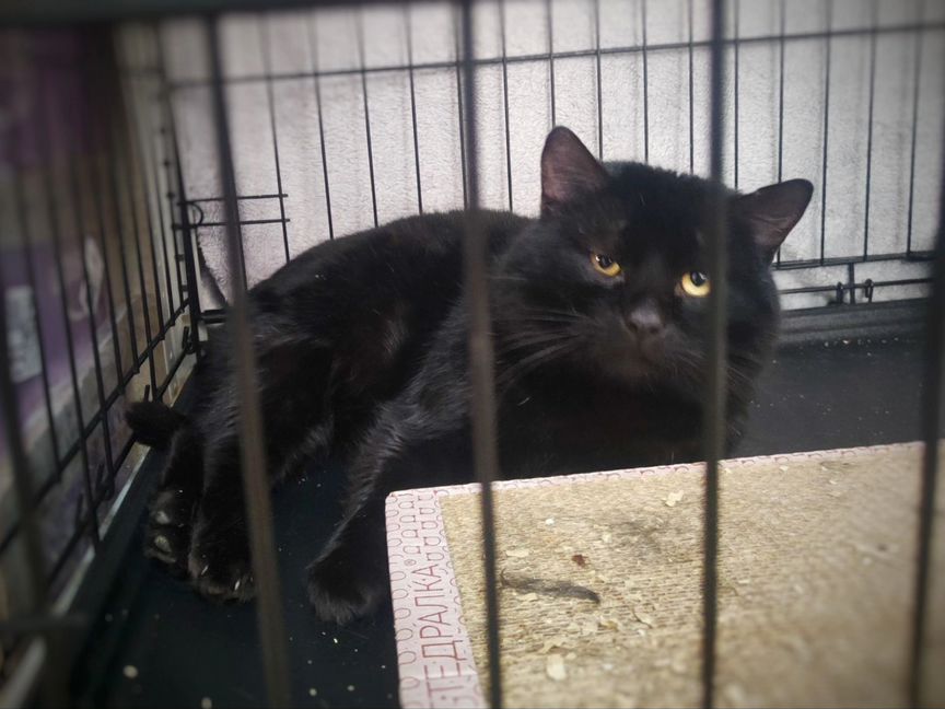 Чёрный котик Борис