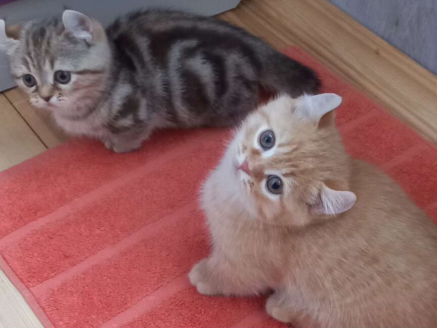 Все коротколапые котята