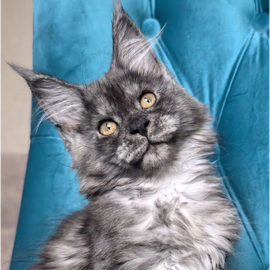 Мейн-кун котёнок