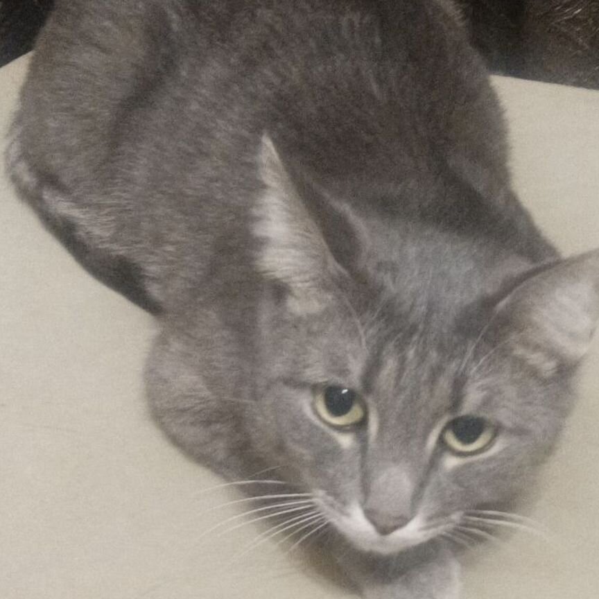 Мейн-кун, взрослая кошка