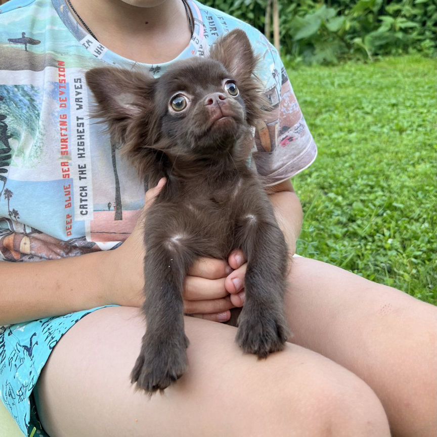 Щенки чихуахуа большой выбор окрасов