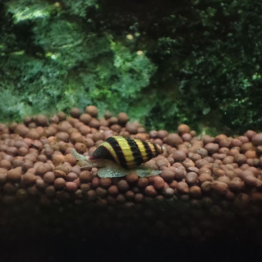 Улитка хелена