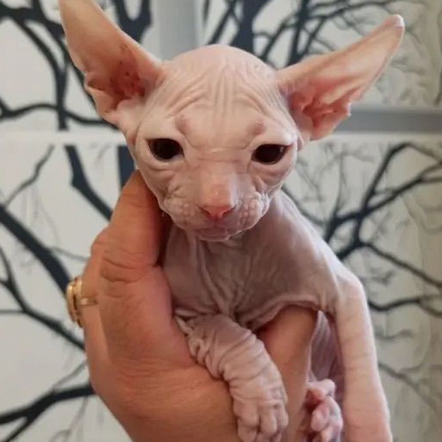 Донской сфинкс котёнок
