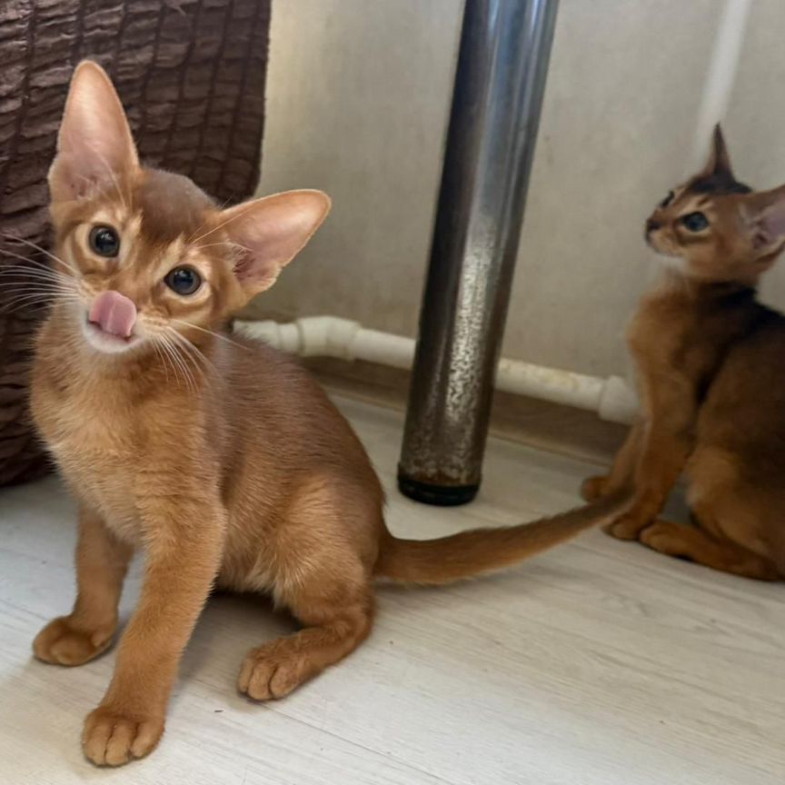 Абиссинский котёнок