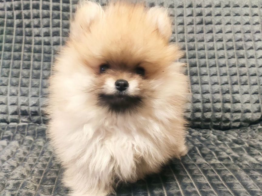 Померанский шпиц мини