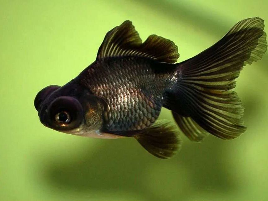 Телескопы Чёрный бархат