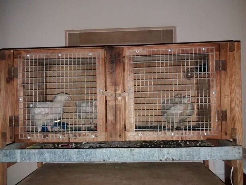 Брудер для цыплят с терморегулятором и поддоном